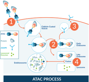 ATAC Platform - Avilar Therapeutics