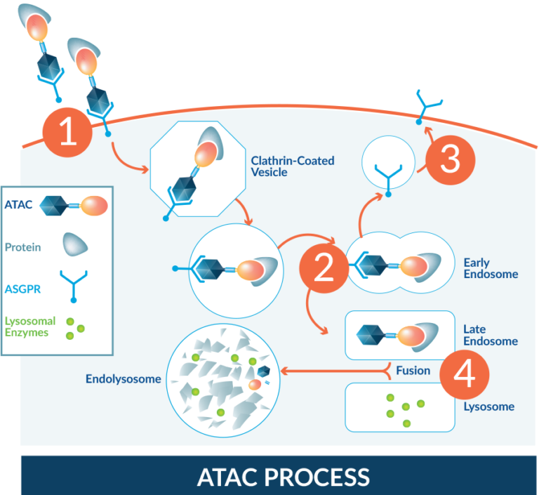 ATAC Platform - Avilar Therapeutics