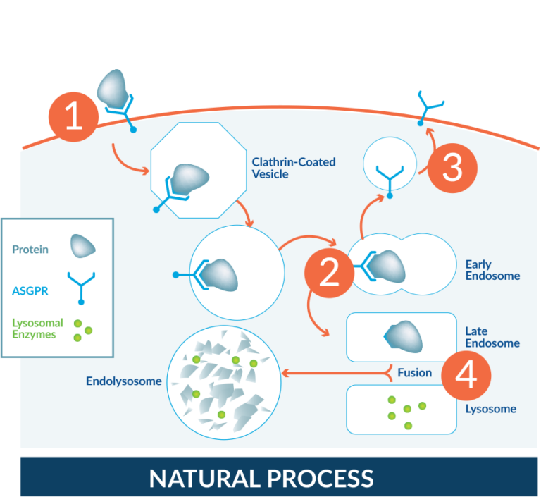 ATAC Platform - Avilar Therapeutics